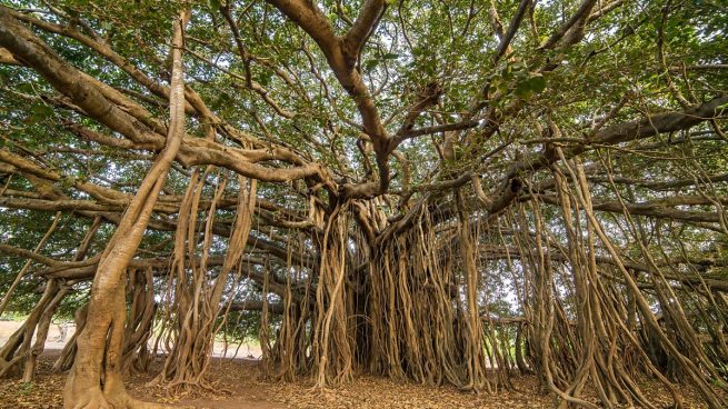 Ficus árbol ¡Todo sobre los FICUS!