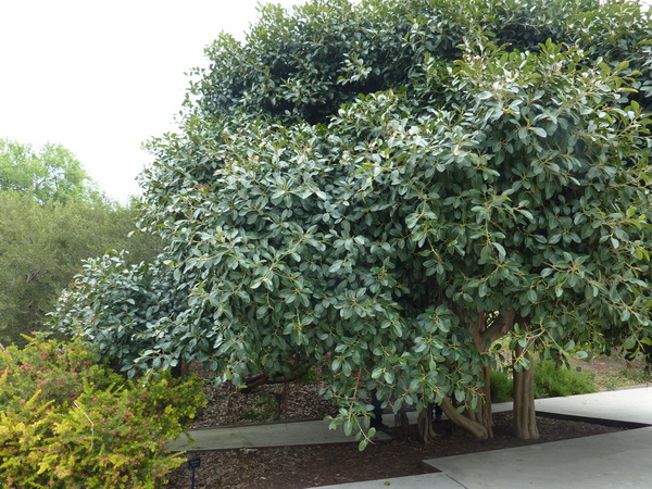 Ficus ¡Todo sobre los FICUS!