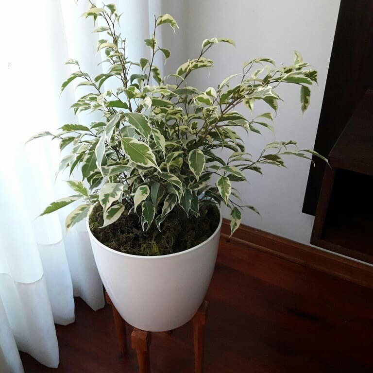 Ficus árbol ¡Todo sobre los FICUS!