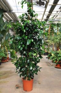 Ficus danielle ¡Todo sobre los FICUS!