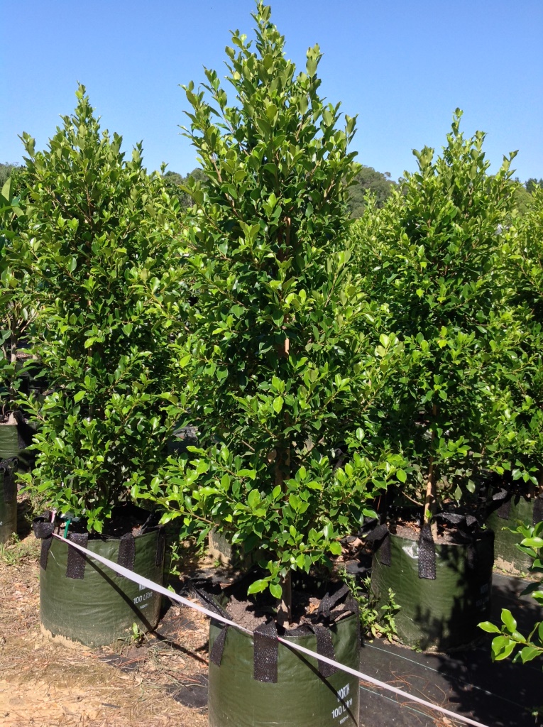 Ficus microcarpa ¡Todo sobre los FICUS!