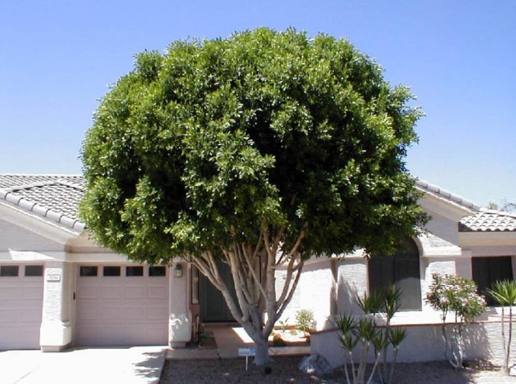 Ficus nitida ¡Todo sobre los FICUS!