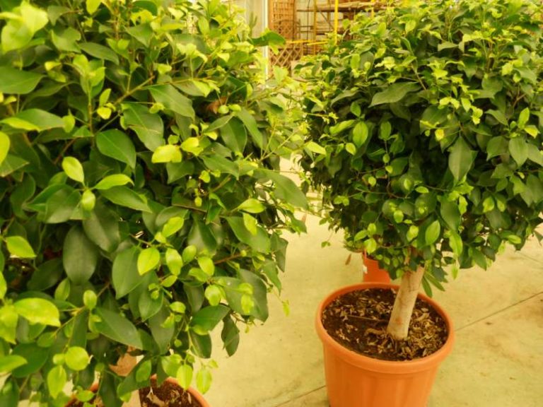 Ficus nitida ¡Todo sobre los FICUS!